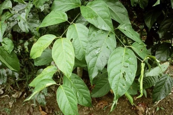 AYAHUASCA TEA – Herbhearts