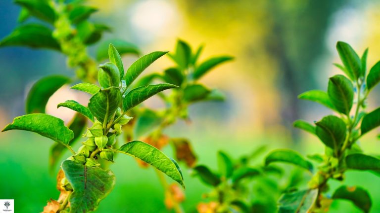 HERBAL TEAS TO BOOST LIBIDO. PART 1 – Herbhearts