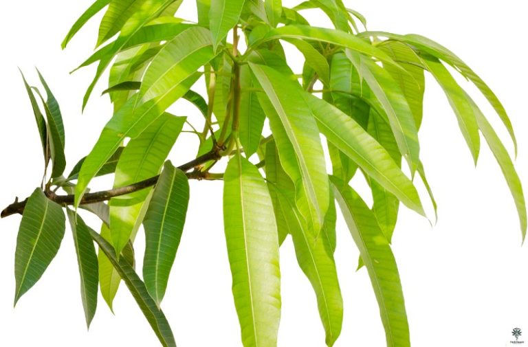 MANGO LEAF TEA – Herbhearts